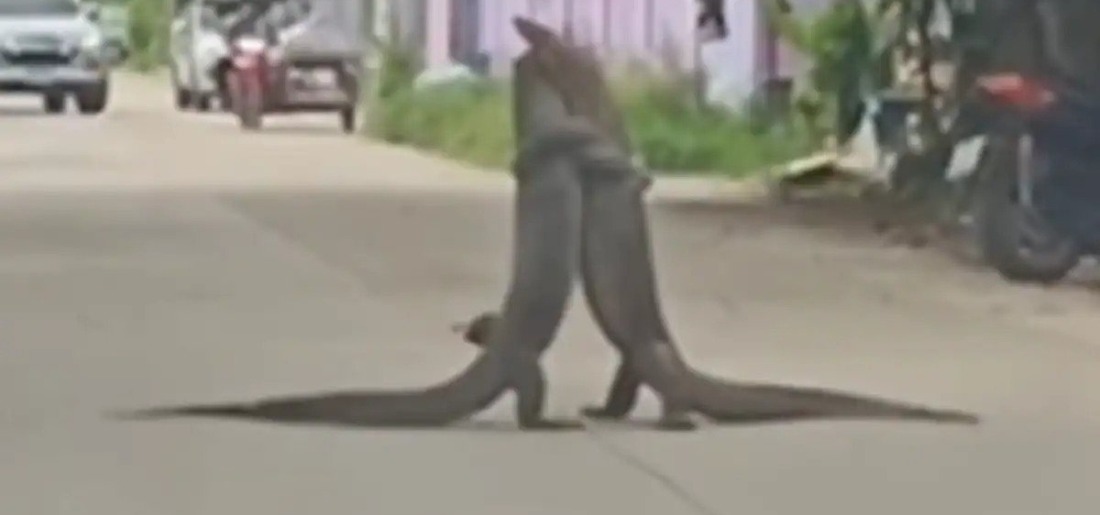 Monitor Lizards Wrestling On Road Hold Up Traffic In Thailand