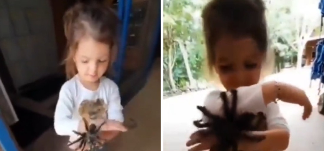 Little Girl Plays With Huge Spiders In Viral Video