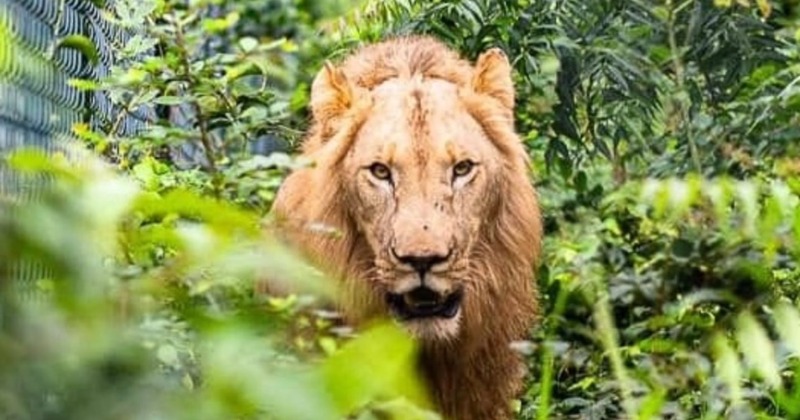 Man Mauled To Death By Lion After Entering Enclosure