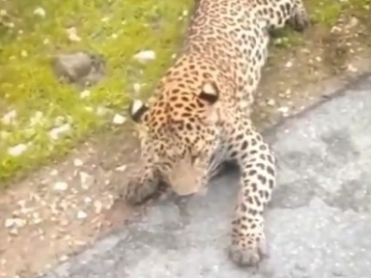 Man Pulls Leopard By Tail In Disturbing Video