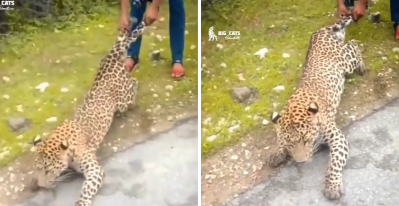 Man Pulls Leopard By Tail In Disturbing Video