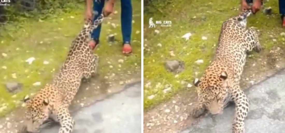 Man Pulls Leopard By Tail In Disturbing Video