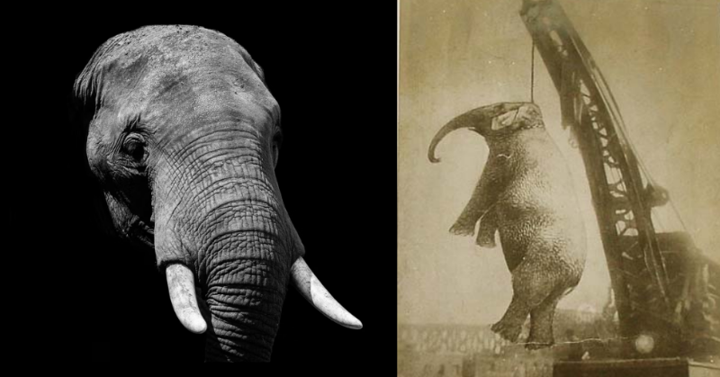 इतिहास की वो घटना जब 106 साल पहले एक हाथी को दी गई सजा-ए-मौत, फांसी के ...