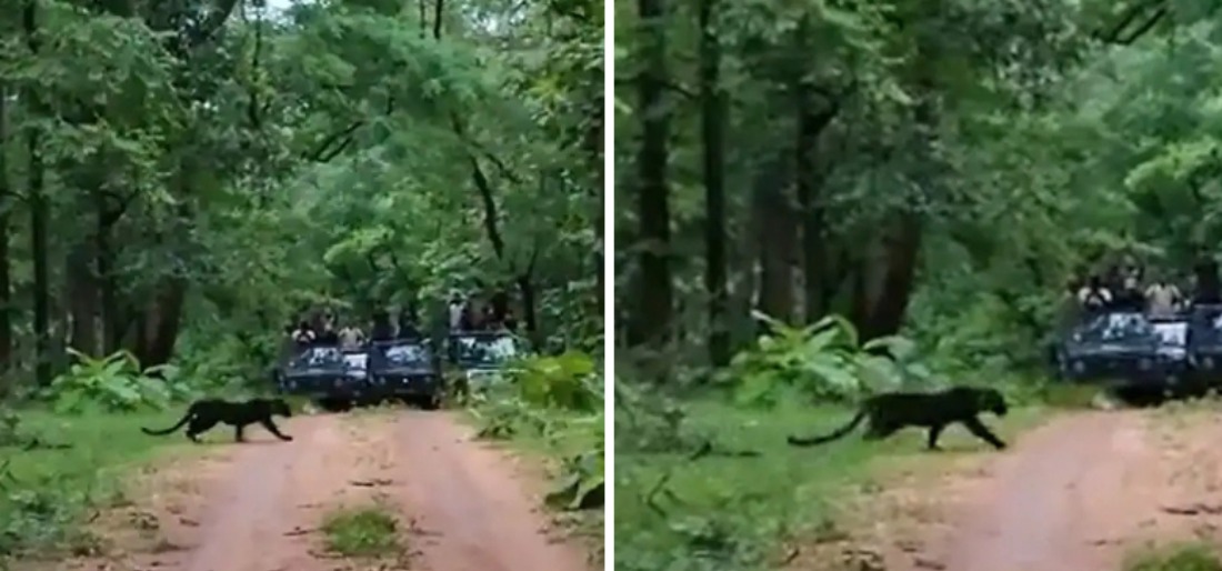 Black Panther Spotted In Madhya Pradesh's Pench Tiger Reserve