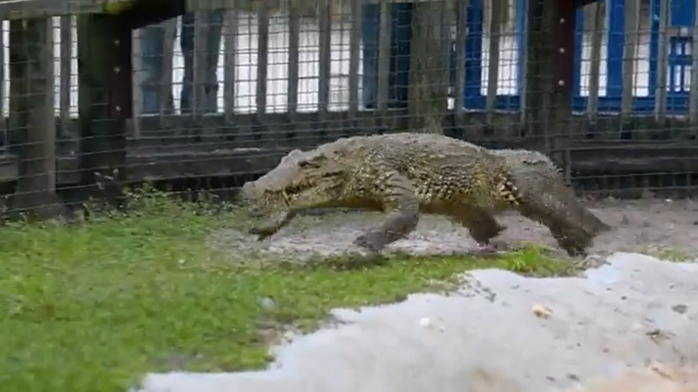 Crocodile Gallops After A Man In Terrifying Video