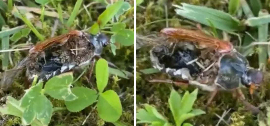 Video: 'Zombie Bug' Being Mind-Controlled By A Fungus