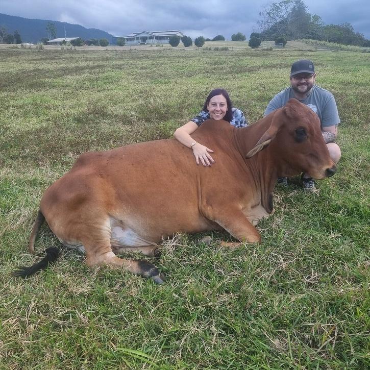 विदेश में भारतीय गायों की मदद से हो रहा मानसिक रोगों का इलाज, $200 है ...