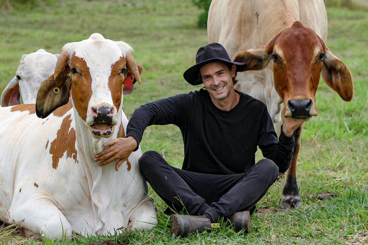 विदेश में भारतीय गायों की मदद से हो रहा मानसिक रोगों का इलाज, $200 है ...