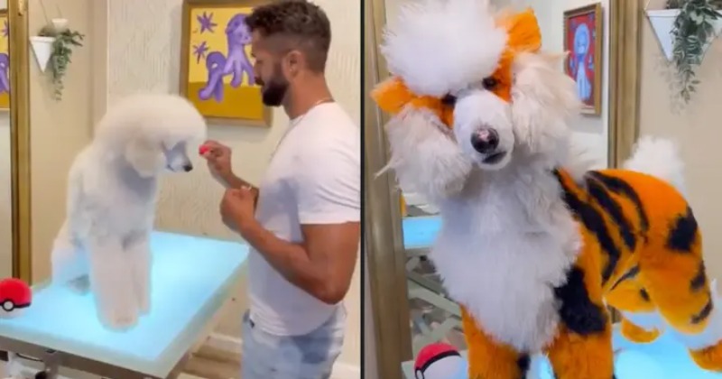 Groomer Transforms Puppy Into Pokémon Arcanine