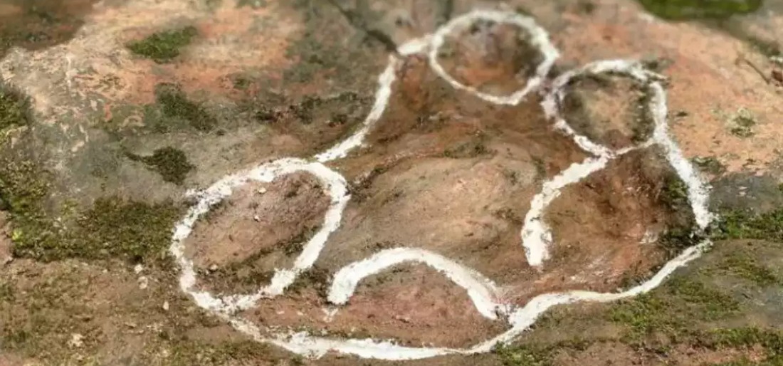 Man Finds 100Million-Year-Old Dinosaur Footprint Under Table