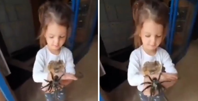 Little Girl Plays With Huge Spiders In Viral Video