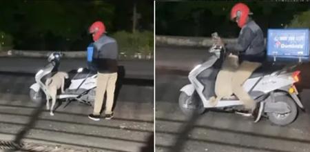 Dog Accompanies Pizza Delivery Guy