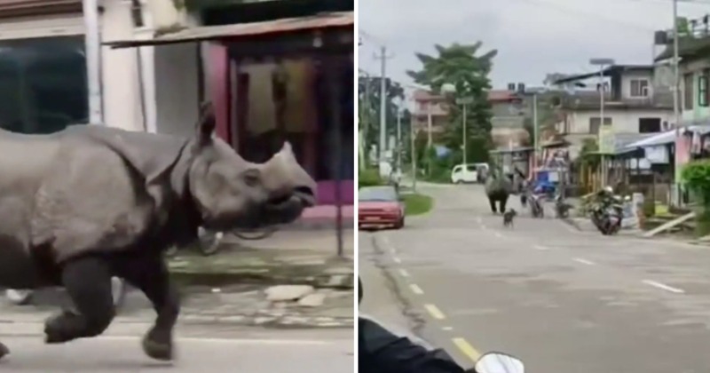 IFS Officer Shares Video Of Rhinoceros Running Through Town