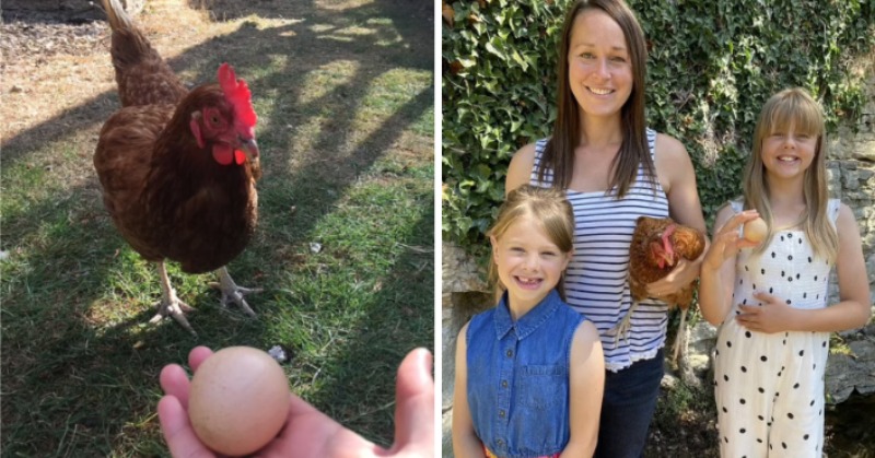 Rescue Hen Lays Perfectly Round Egg Worth Rs 48,000