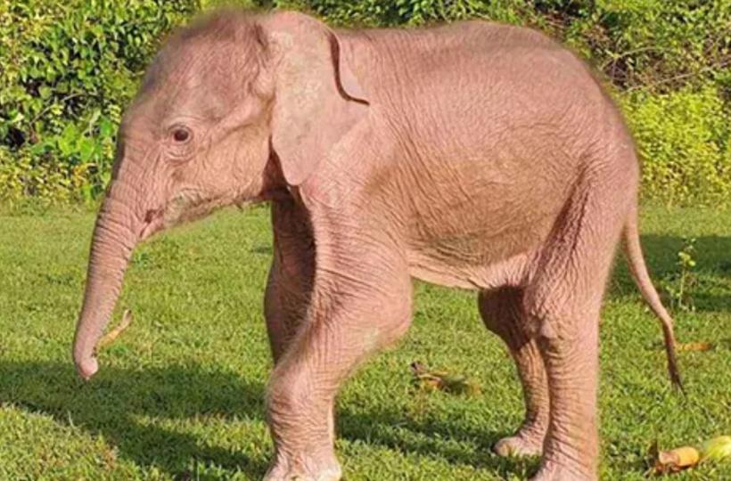 Pink Albino Elephant
