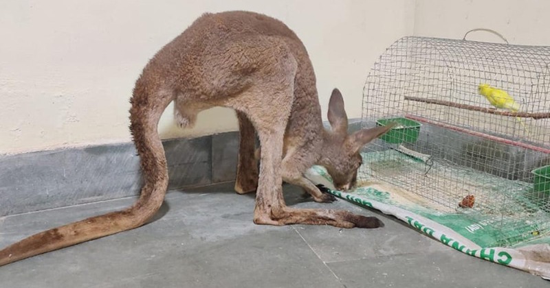 A Rescued Kangaroo In West Bengal Has Died, While The Last One Is ...