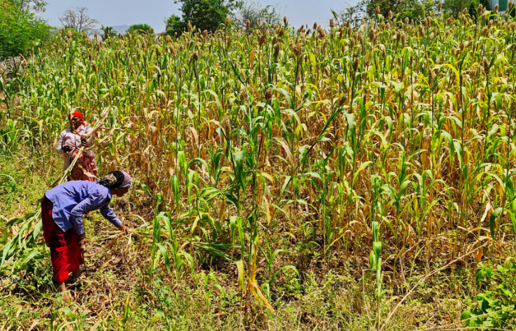 Fodder Inflation For October 2022 Peaked At 27.31% Beating 27.29% In ...