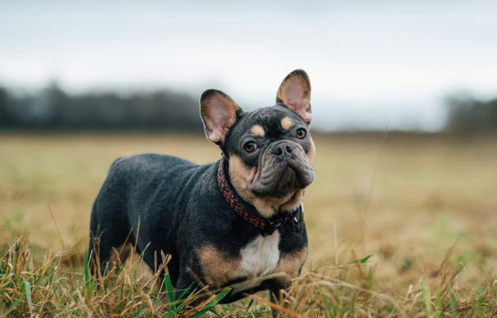 Dog Breeds Owned By Celebrities