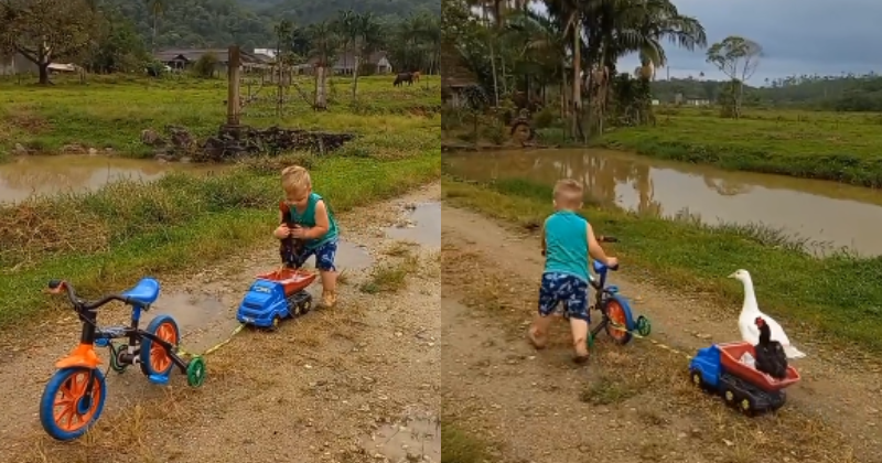 Small Child Gives A Chicken Ride On His Toy Truck