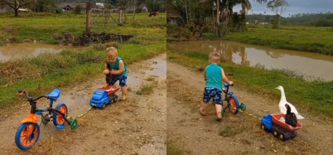 Small Child Gives A Chicken Ride On His Toy Truck