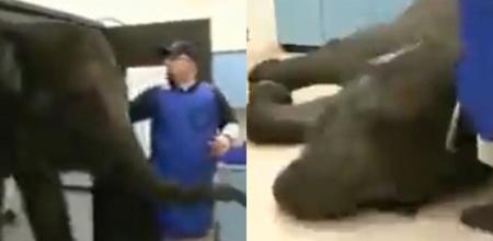 Patient Elephant Undergoes X-Ray