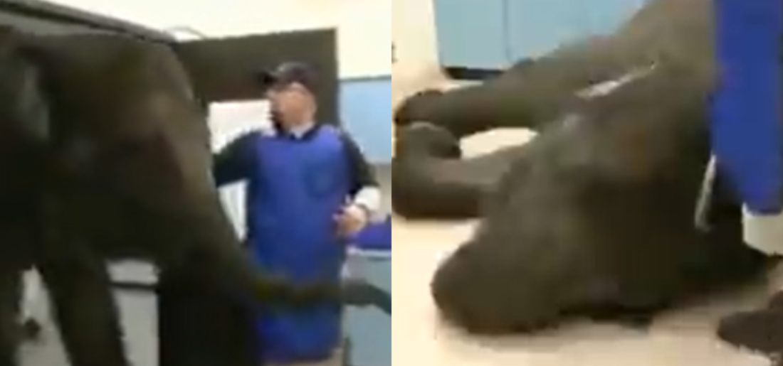 Patient Elephant Undergoes X-Ray