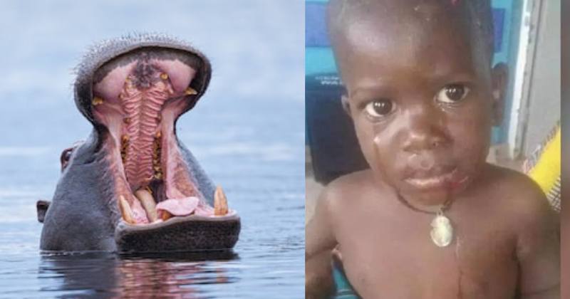 Wild Hippo Attacks 2-Year-Old Boy In Uganda