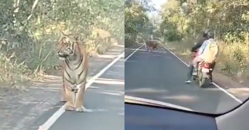 Video Of Bikers Encountering Wild Tiger Goes Viral