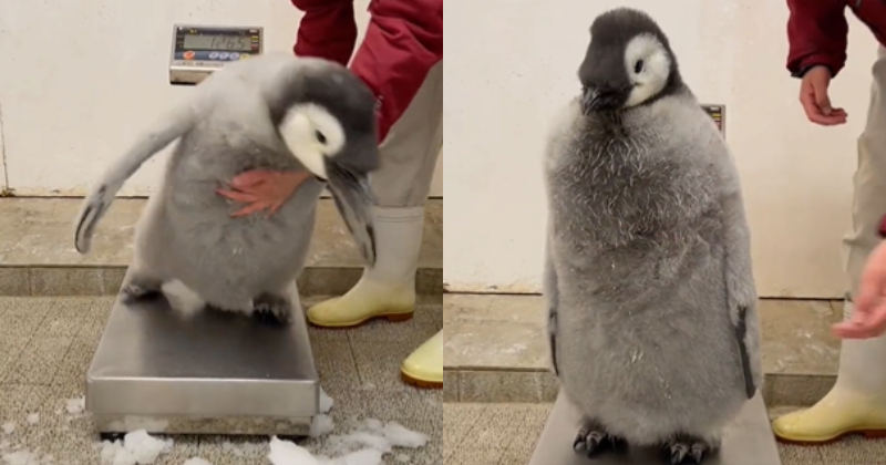Penguin Steals Hearts Online While Getting Weighed In Viral Video