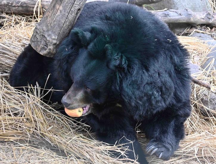 How These Rescued Bears Are Kept Warm And Healthy During The Harsh ...