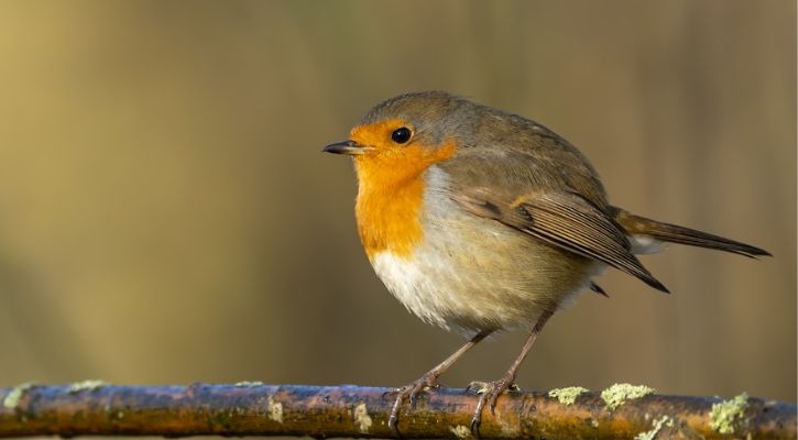 Not Just Humans, Traffic Noise Makes Rural Robin Birds More Aggressive ...