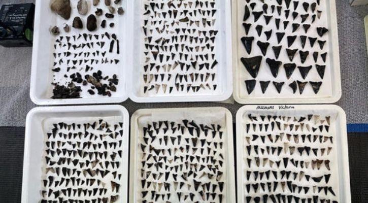 Shark Graveyard: Strange Fossilised Teeth Found At The Bottom Of The ...