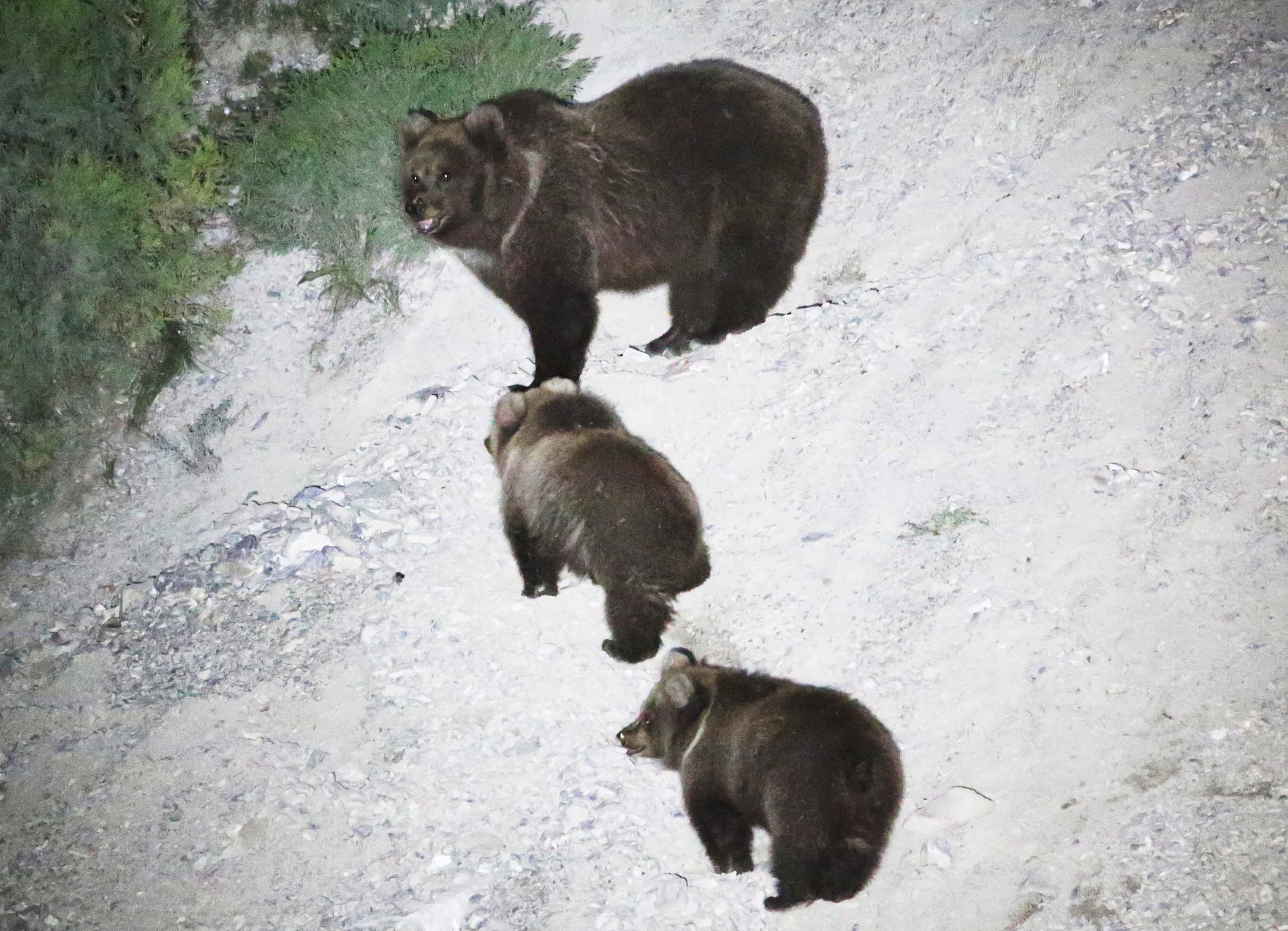 Himalayan Brown Bears In Kashmir Are Feeding On Garbage, 75% Diet Is ...
