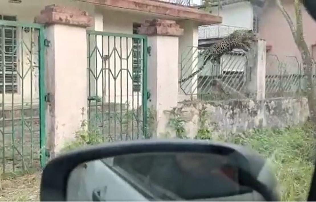 Leopard Goes On An Attack Spree In Assam’s Jorhat, Leaves 13, Including ...