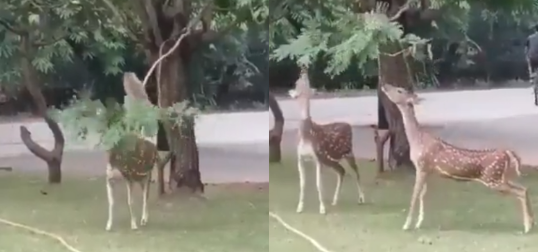 Monkey Bends Tree Branch For Deer To Eat Leaves