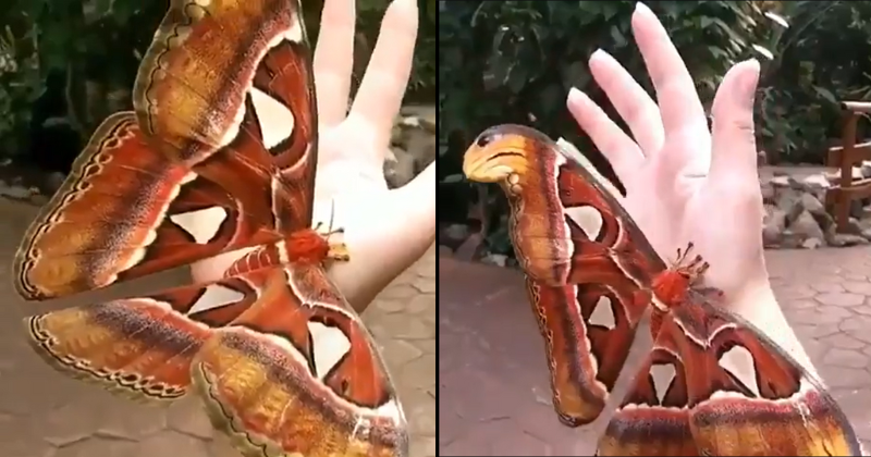 Atlas Moth's Viral Video Left People On The Internet Shocked