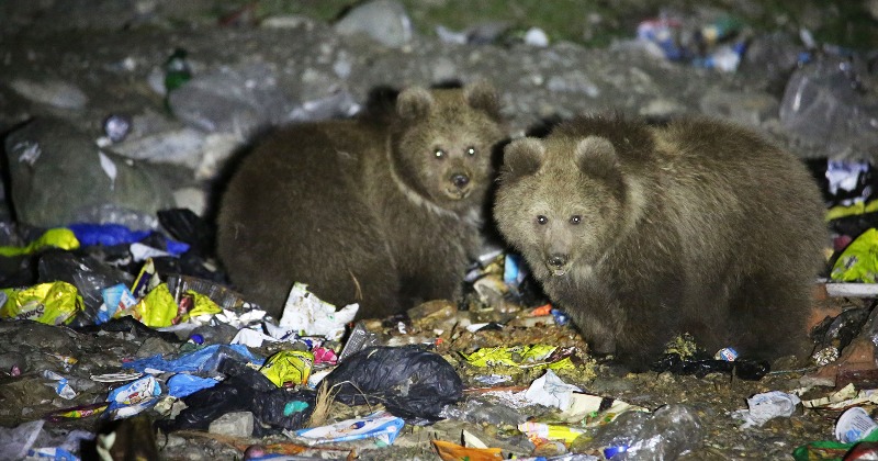 Himalayan Brown Bears In Kashmir Are Feeding On Garbage, 75% Diet Is ...