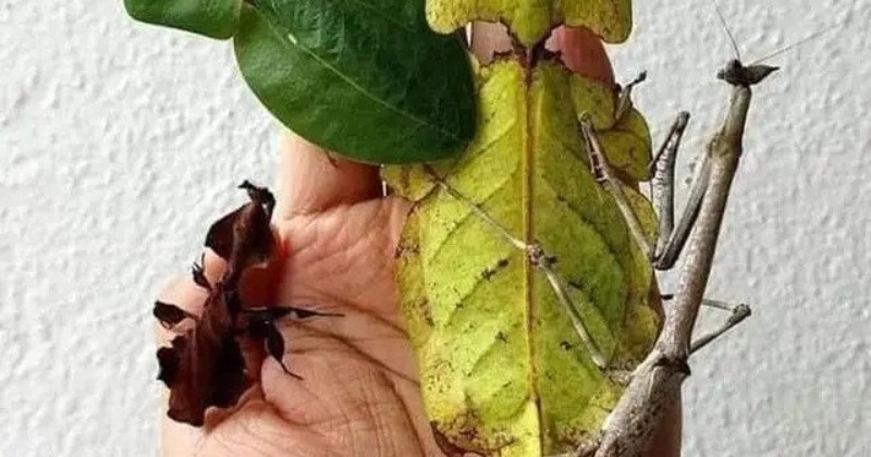 Optical Illusion: How Many Insects Can You Spot In This Picture?