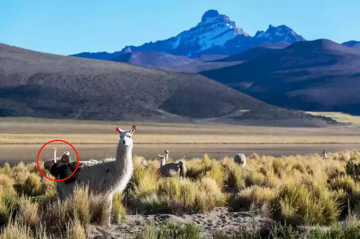 Optical Illusion: Can You Spot The Ostrich Hidden Among The Llamas?