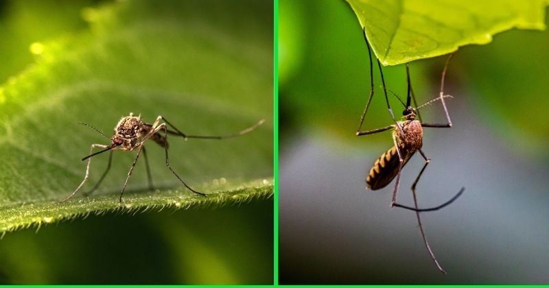 'Super Mosquitoes' In Parts Of Asia Have Mutated To Become Insecticide ...