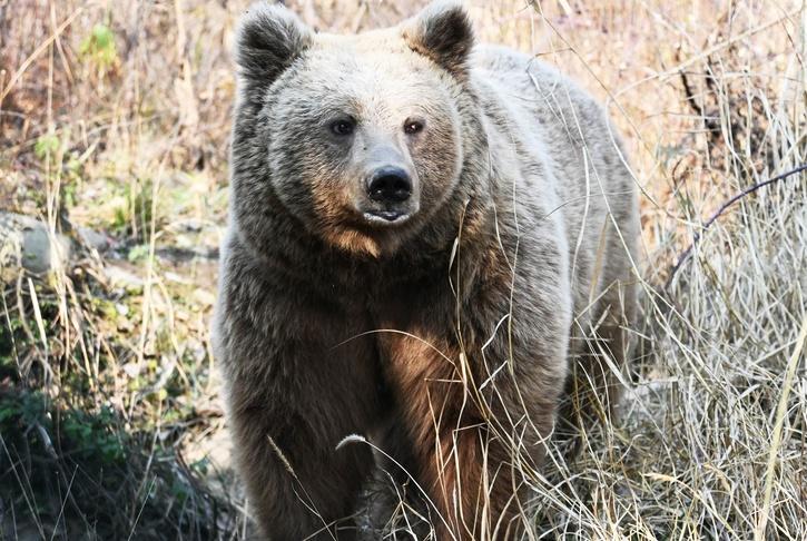 How These Rescued Bears Are Kept Warm And Healthy During The Harsh ...