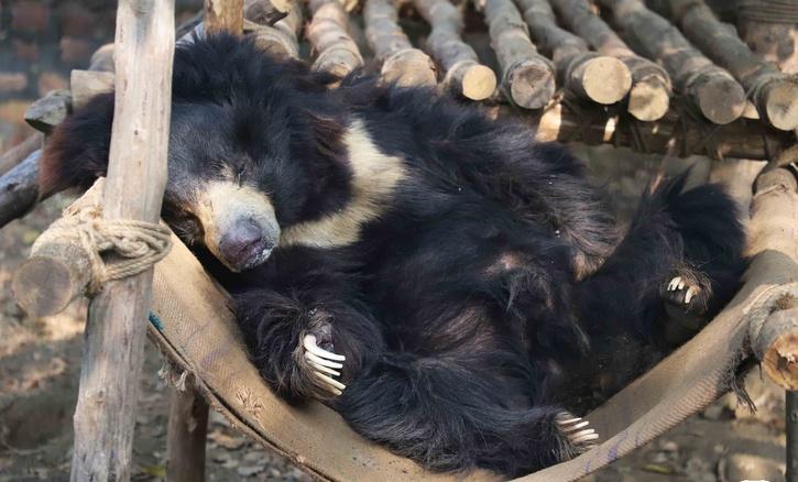 How These Rescued Bears Are Kept Warm And Healthy During The Harsh ...