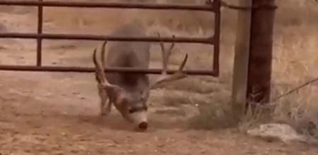 Deer Gracefully Escapes A Narrow Gate