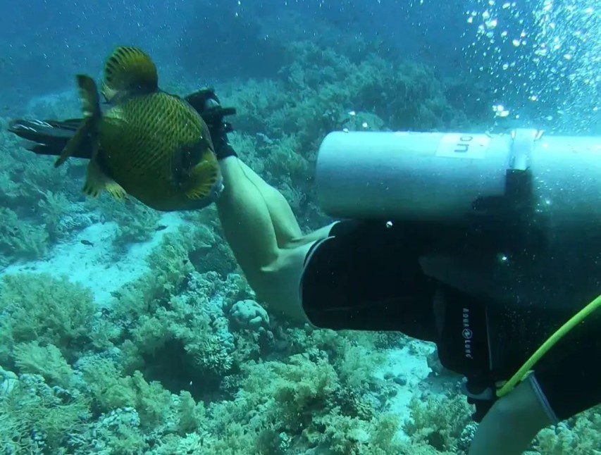 Triggerfish Bit A Scuba Diver Underwater