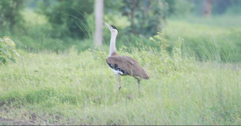 Explained: Supreme Court’s Recent Hearing On ‘Project GIB’