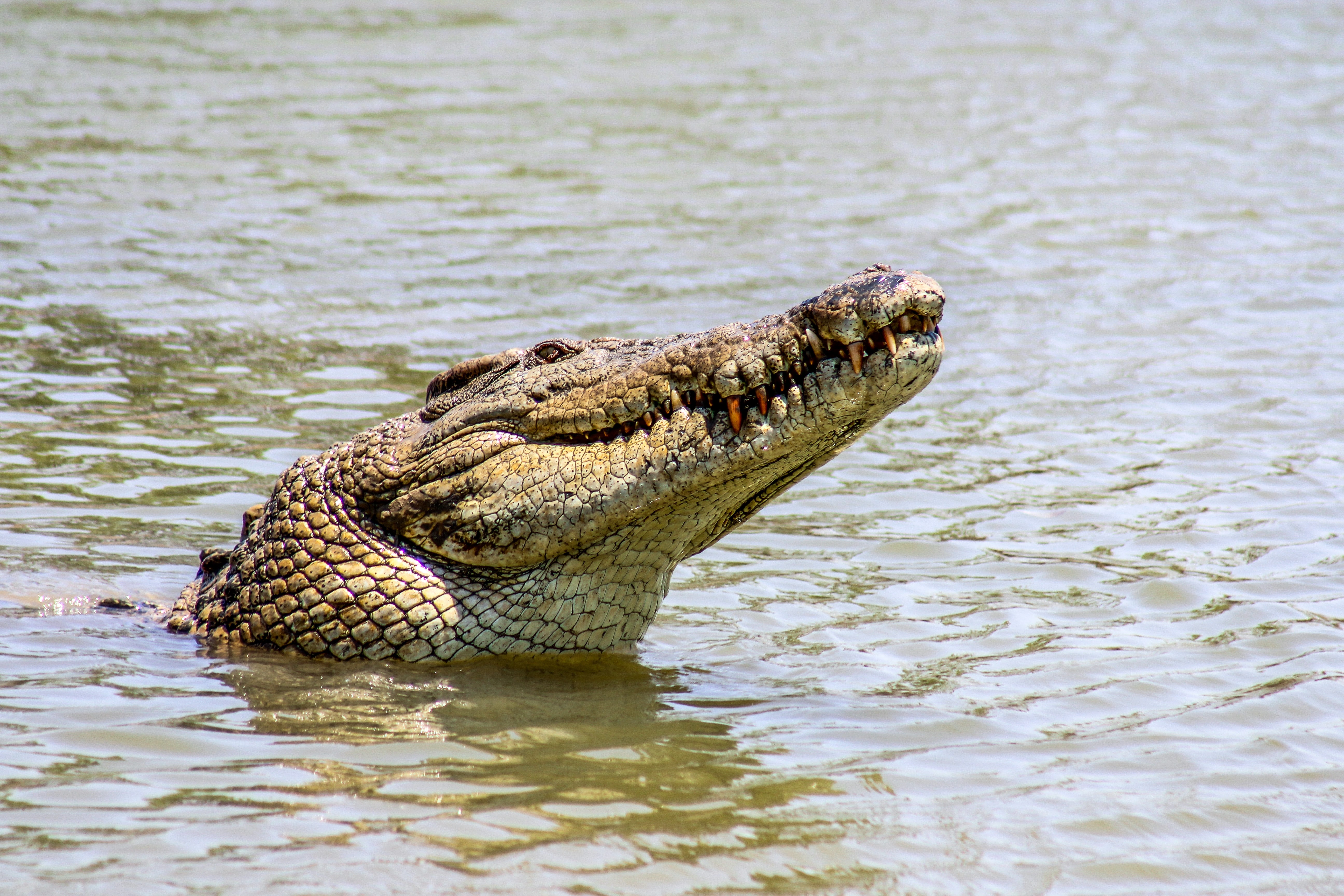 Woman Falls Into Crocodile Infested Water As Bungee Cord Snaps