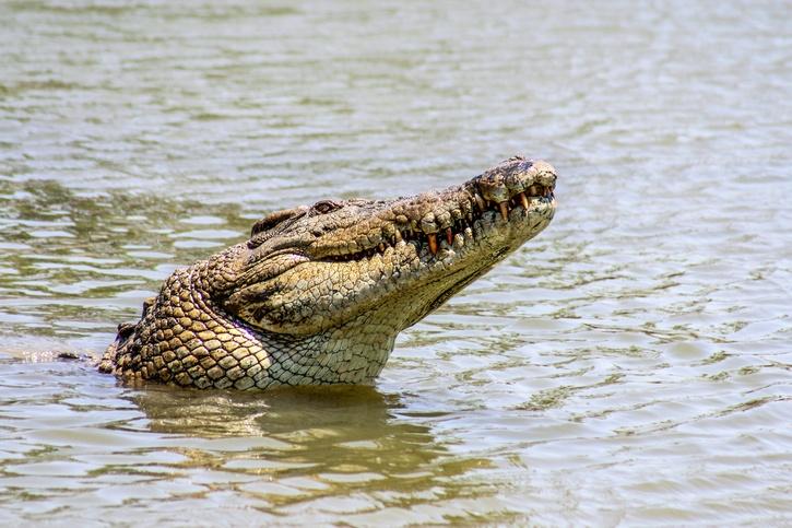 Woman Falls Into Crocodile Infested Water As Bungee Cord Snaps