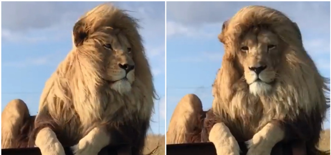 Lion From Kenya’s Masai Mara Goes Viral For Its Lustrous Hair