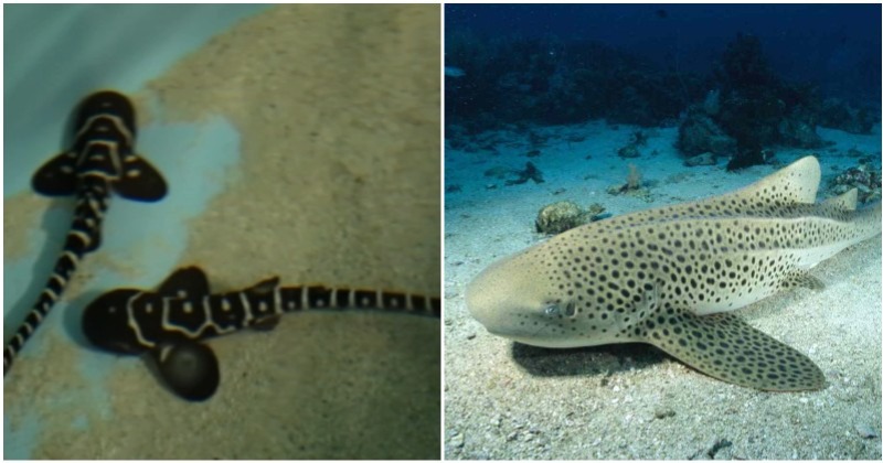 अमेरिका में एक शार्क ने दिया Virgin Birth, नर शार्क के साथ मेट किए बिना ...