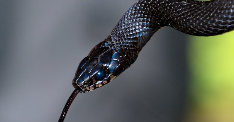 Live Snake Found Inside Dead Body